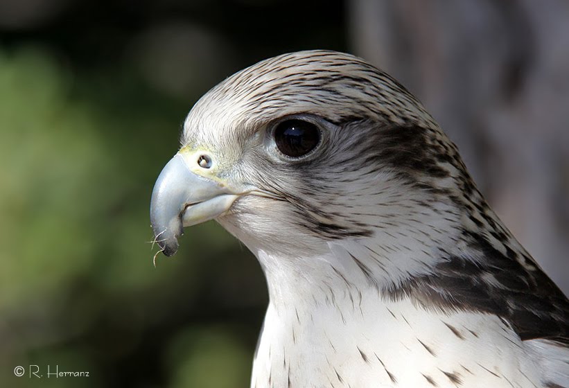 fotosricardo-h: HALCÓN SACRE - Saker Falcon