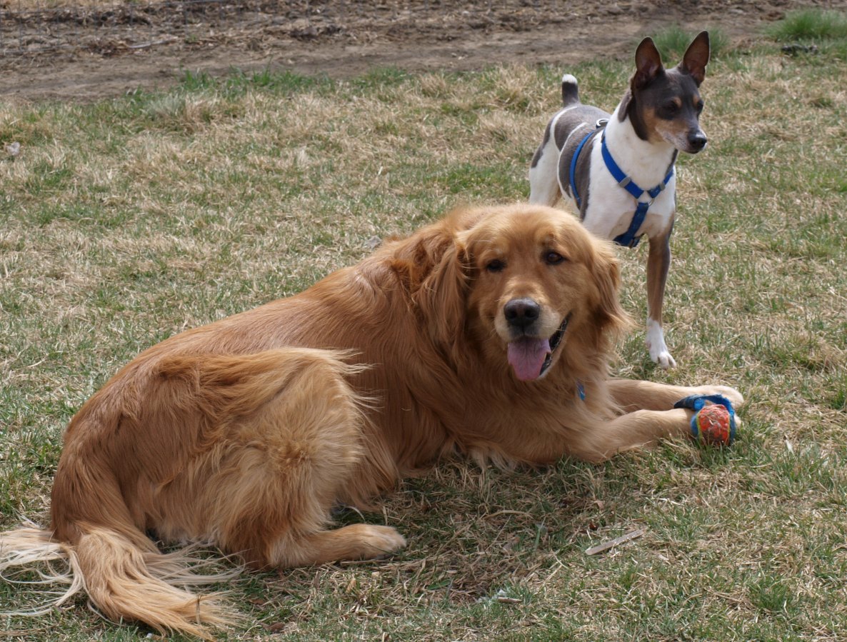 Endless Velo Love: World's Best Dogs