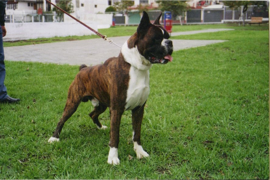 BOXERS DE LOS CURANDEROS: COMANCHE DE LOS MORRITOS