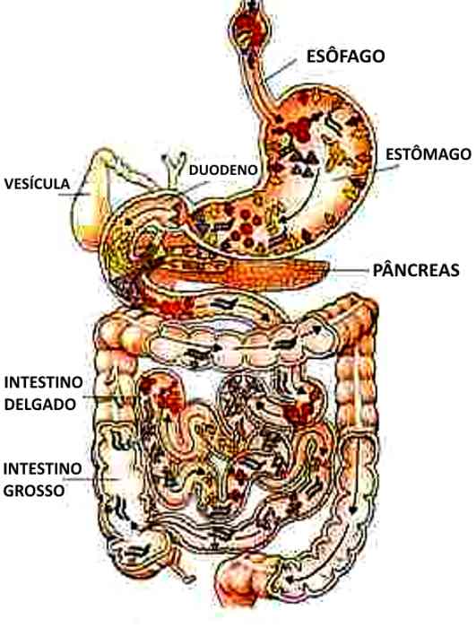 Oi pessoa feliz: Etapas da digestão