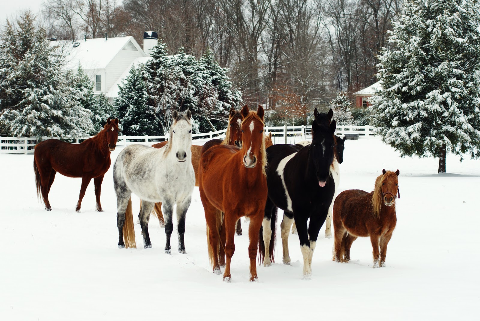 My Corner of the World: All the Pretty Horses