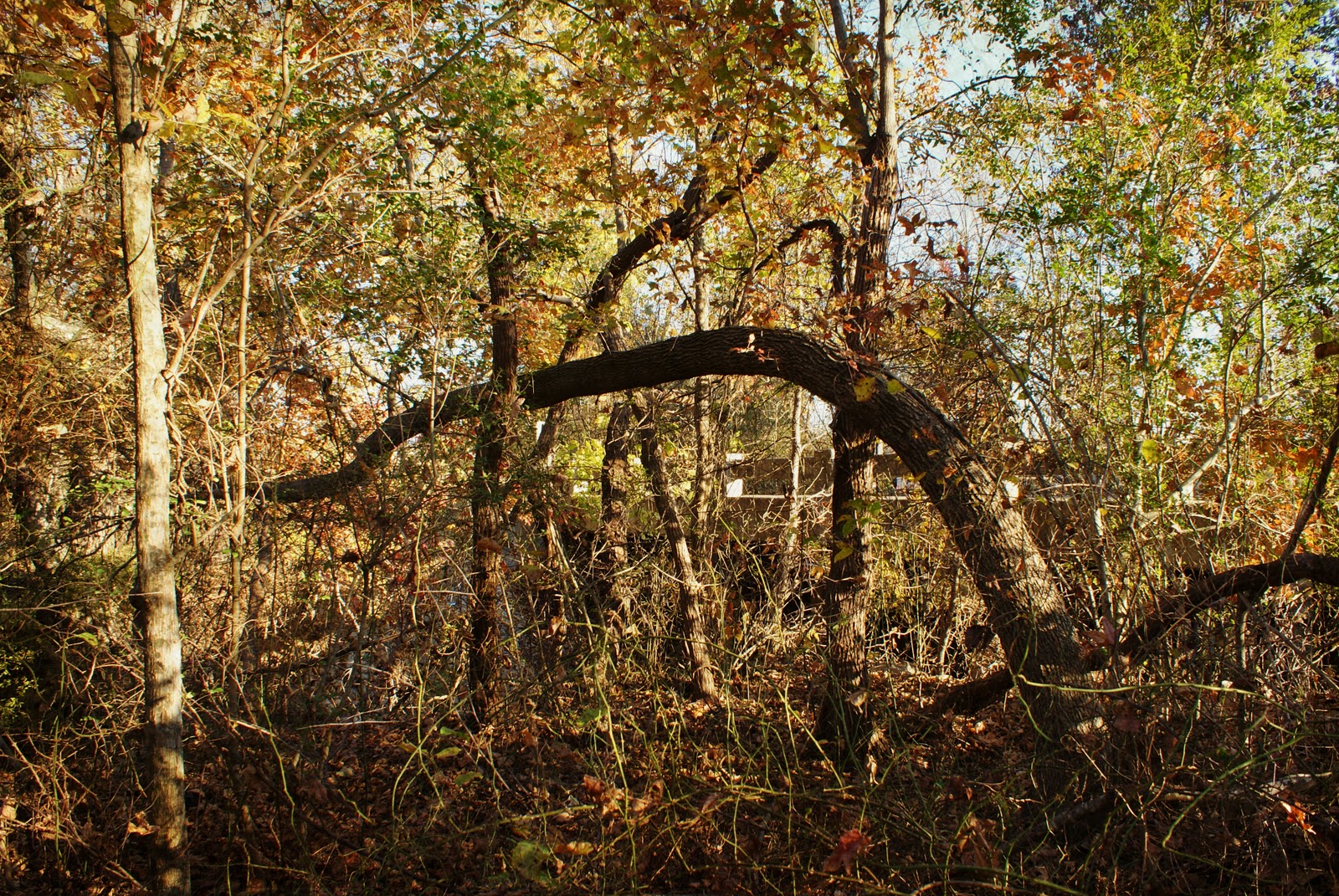 My Corner of the World: A Bent Tree