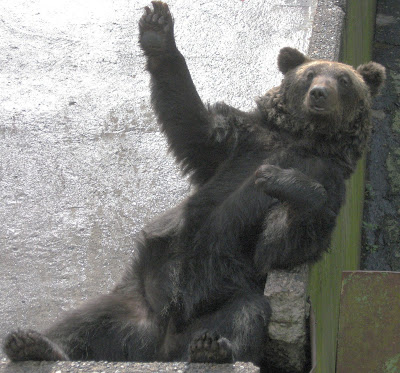 Kimi's travels: Hokkaido Part I, Ice Museum and Higuma Bears