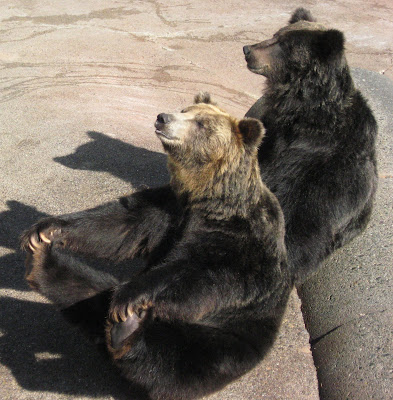 Kimi's travels: Hokkaido Part I, Ice Museum and Higuma Bears