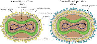 Virology: Poxviridae