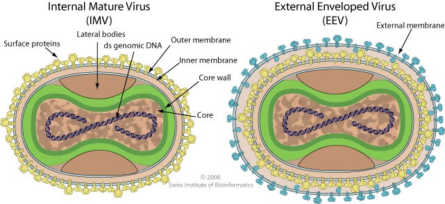 Virology: Poxviridae
