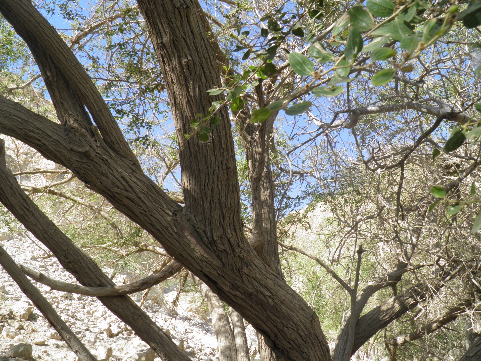 Yahweh Sisters: THORN TREE AND EN GIDEN......