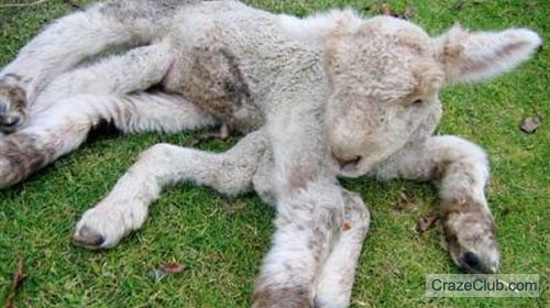 Conjoined Animals : Amazing Nature Creation ~ Fun Blog