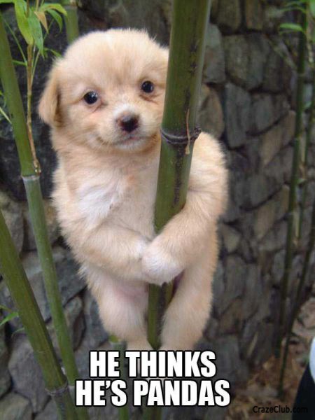 Enjoy: Lol animals pics