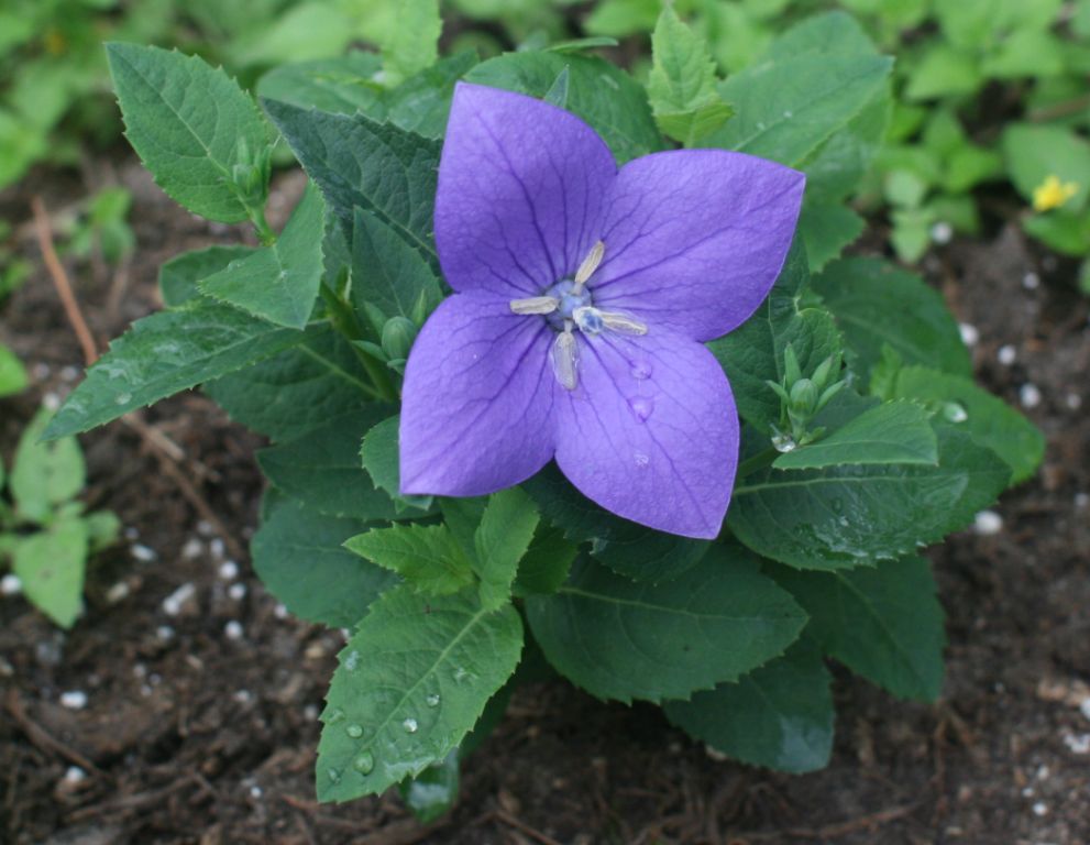 Society Garlic: garden bloggers' bloom day