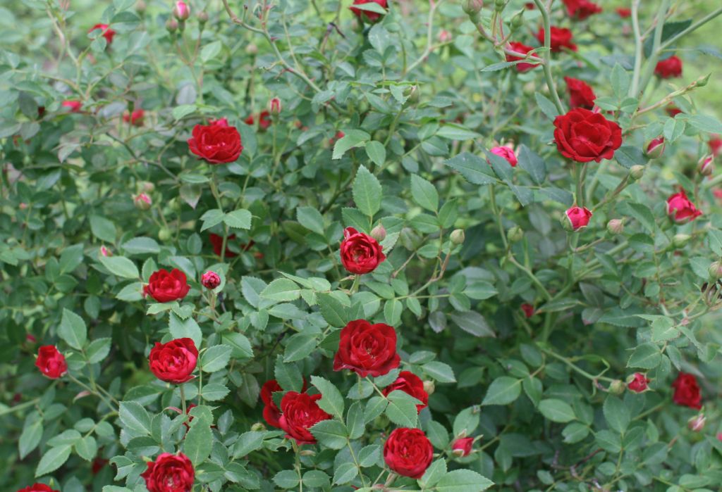 Society Garlic: show offs