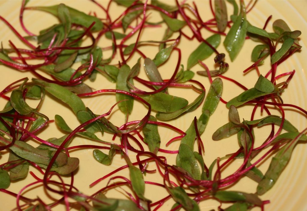 Garden of Lee: BEET SPROUTS - "Mmmmmm" - Inspiring Article