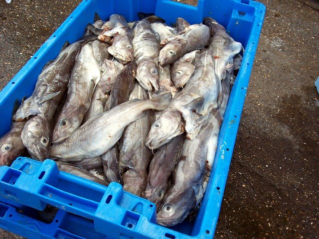 Fr Ray Blake's Blog: 153 Fish!