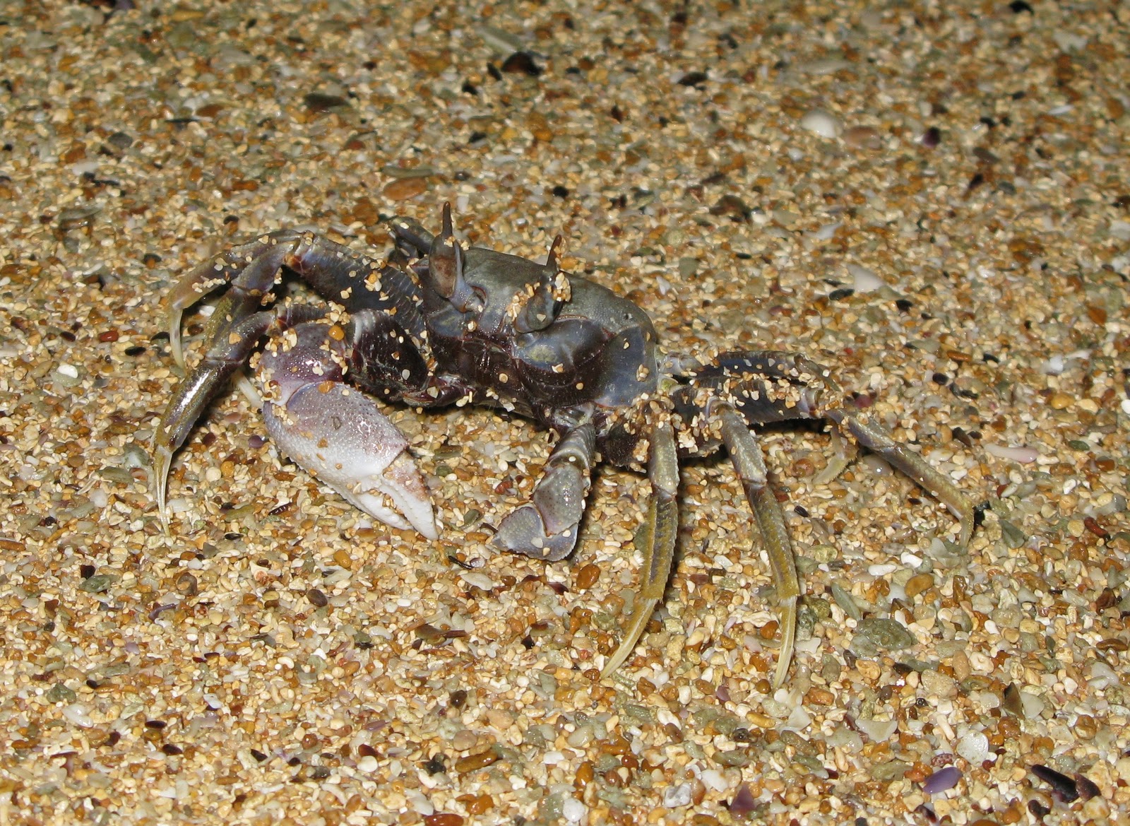 Caroline et Vincent en voyage: Crustacés de Nouvelle-Calédonie