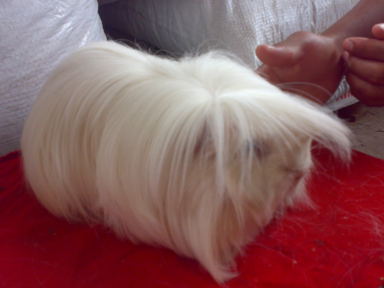 El Parque de los cuyes: LOS CUYES DE GELITO