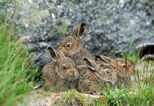 Norsk Zoologisk Forening Sørlandsavdelingen: EI ORDENTLIG HAREMOR