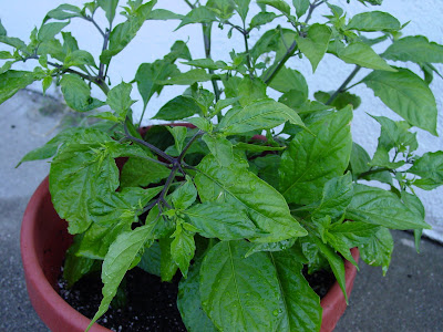 Raja Mirchi Pepper - Cronoset