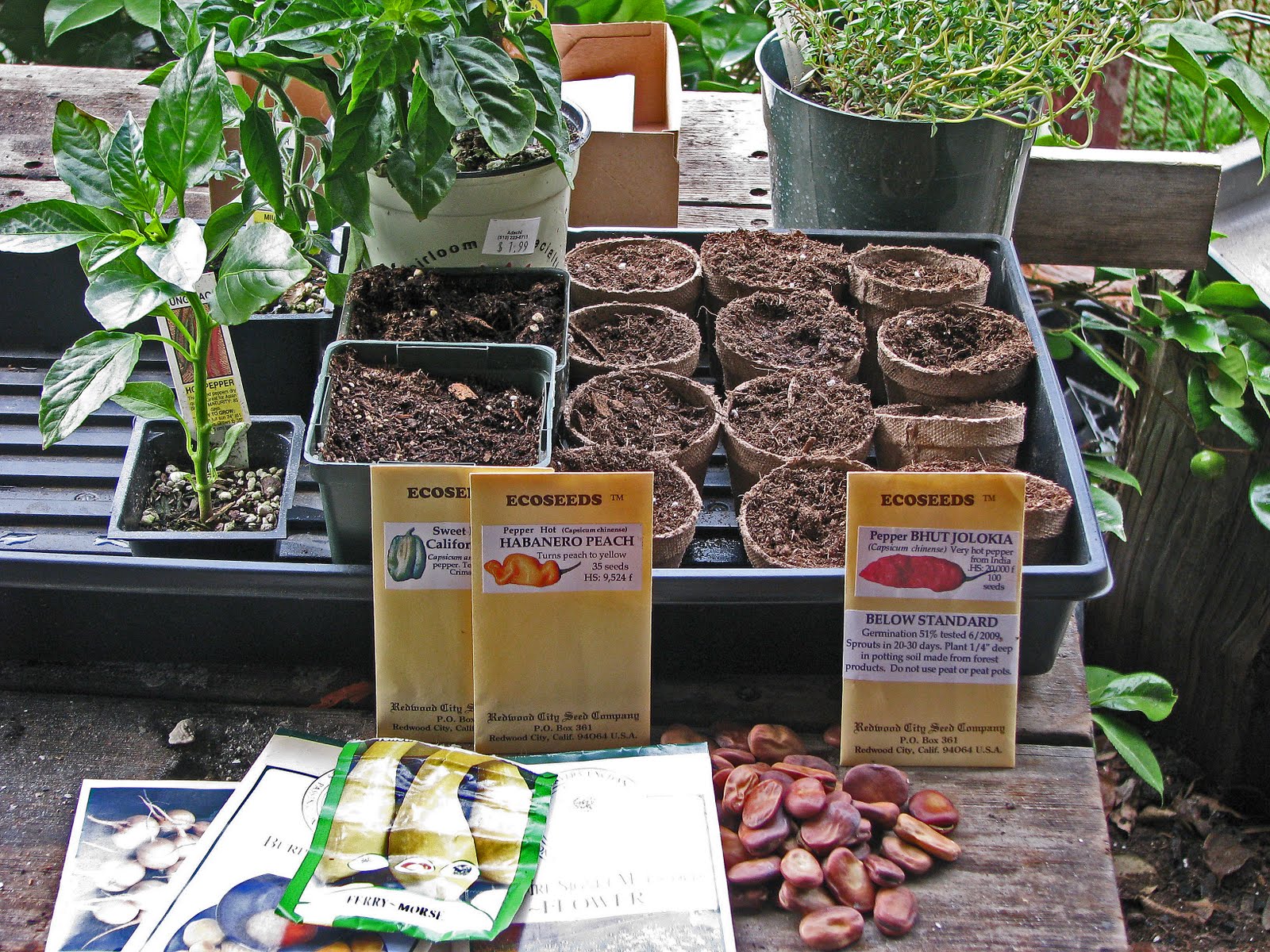 MAD MEAT GENIUS: BACON SEEDS