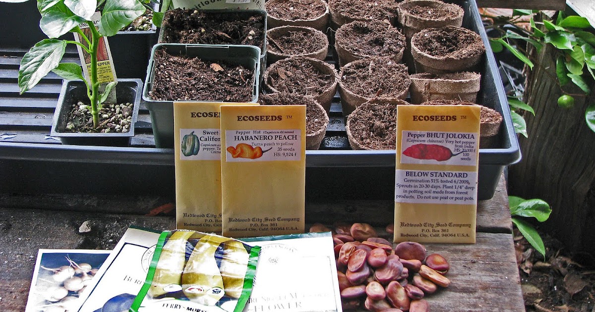 MAD MEAT GENIUS: BACON SEEDS