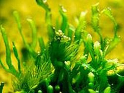 Budidaya Rumput Laut - Distributor Produk Natural Nusantara