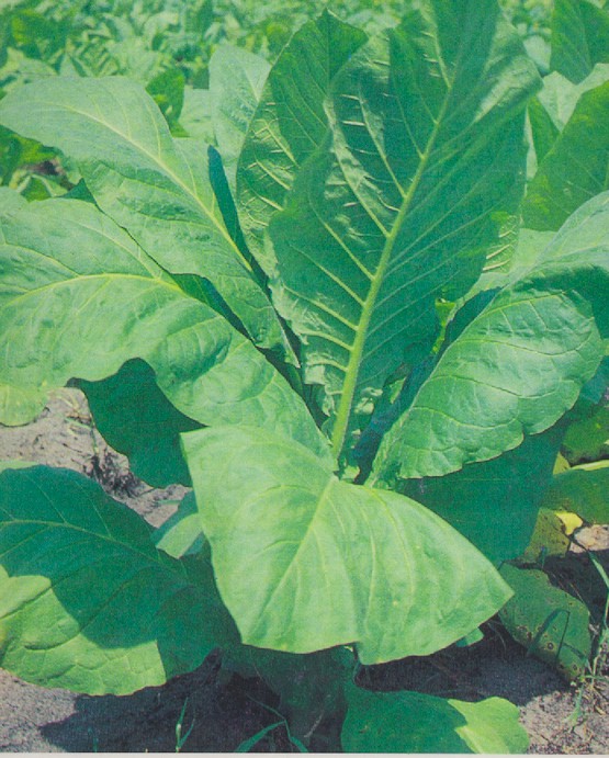 Budidaya Tembakau - Distributor Produk Natural Nusantara