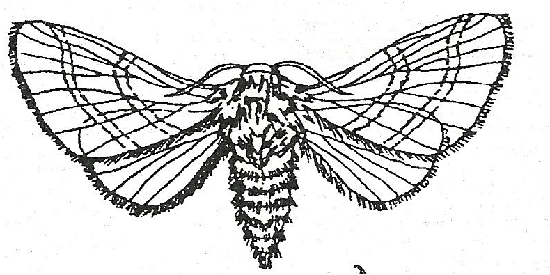 ENTOMOLOGIA FORESTAL ELIAS: ORDENES Y FAMILIAS DE INSECTOS.