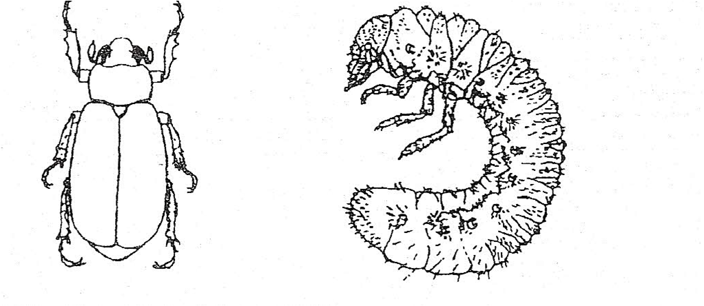 ENTOMOLOGIA FORESTAL ELIAS: ORDENES Y FAMILIAS DE INSECTOS.