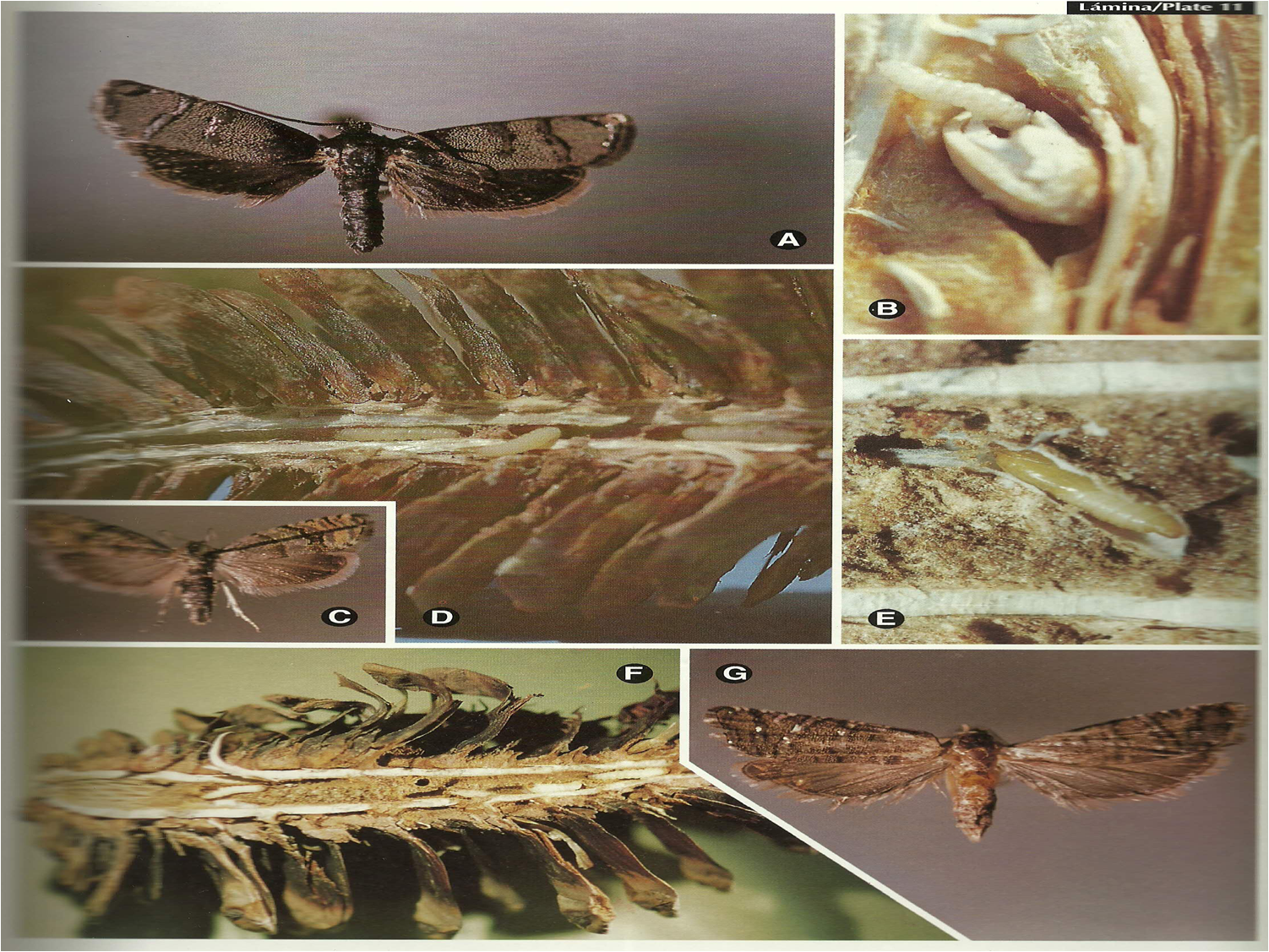 ENTOMOLOGIA FORESTAL ELIAS: INSECTOS DE CONOS Y SEMILLAS