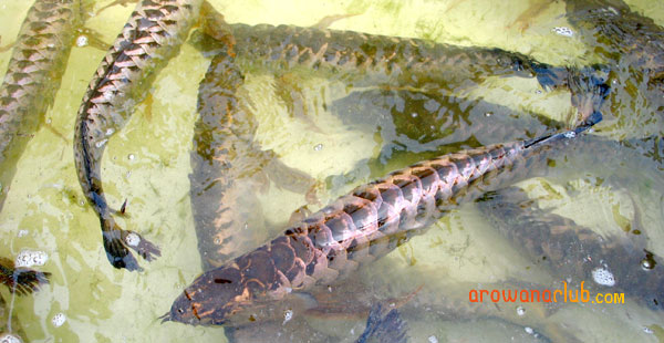 Asian Arowana: KIM KANG AQUACULTURE