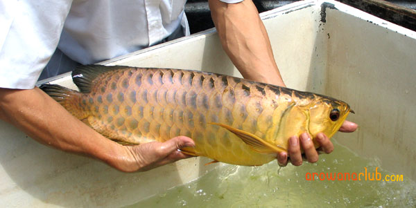 Asian Arowana: KIM KANG AQUACULTURE