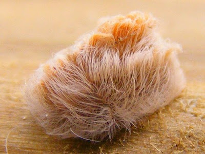 Wooly Slug, Hairy Worm or Puss Caterpillar | Ramblings of a Skinny ...