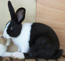 Dunia Kelinci: Pertumbuhan Anak Kelinci