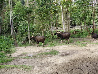 Tokwan Matarun: SELADANG