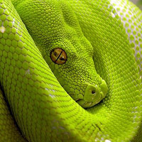 Fotos geniales: Fotos de Serpientes Verdes