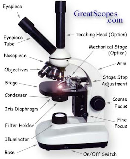 LLA BIOLOGY: Microscope Anatomy