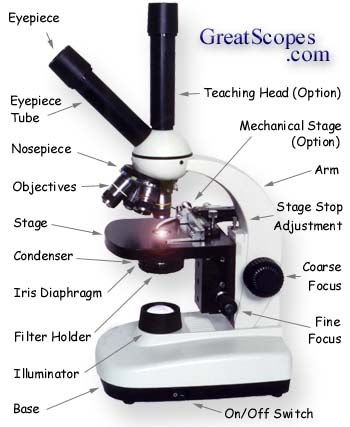 LLA BIOLOGY: Microscope Anatomy