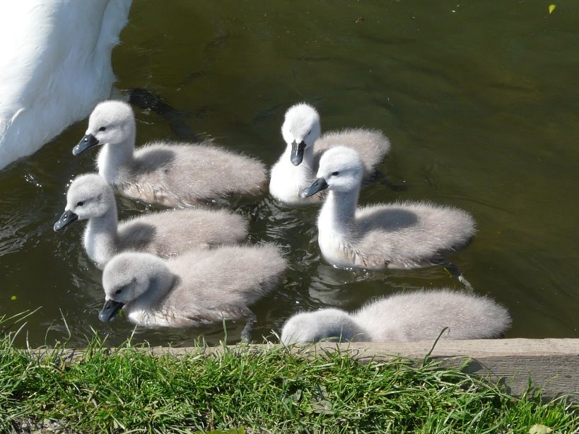 Cindy's Snaps: Sunny river Lark...., and other cute fluffy things...