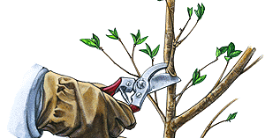 Word Traveler: "Pruning Hurts"