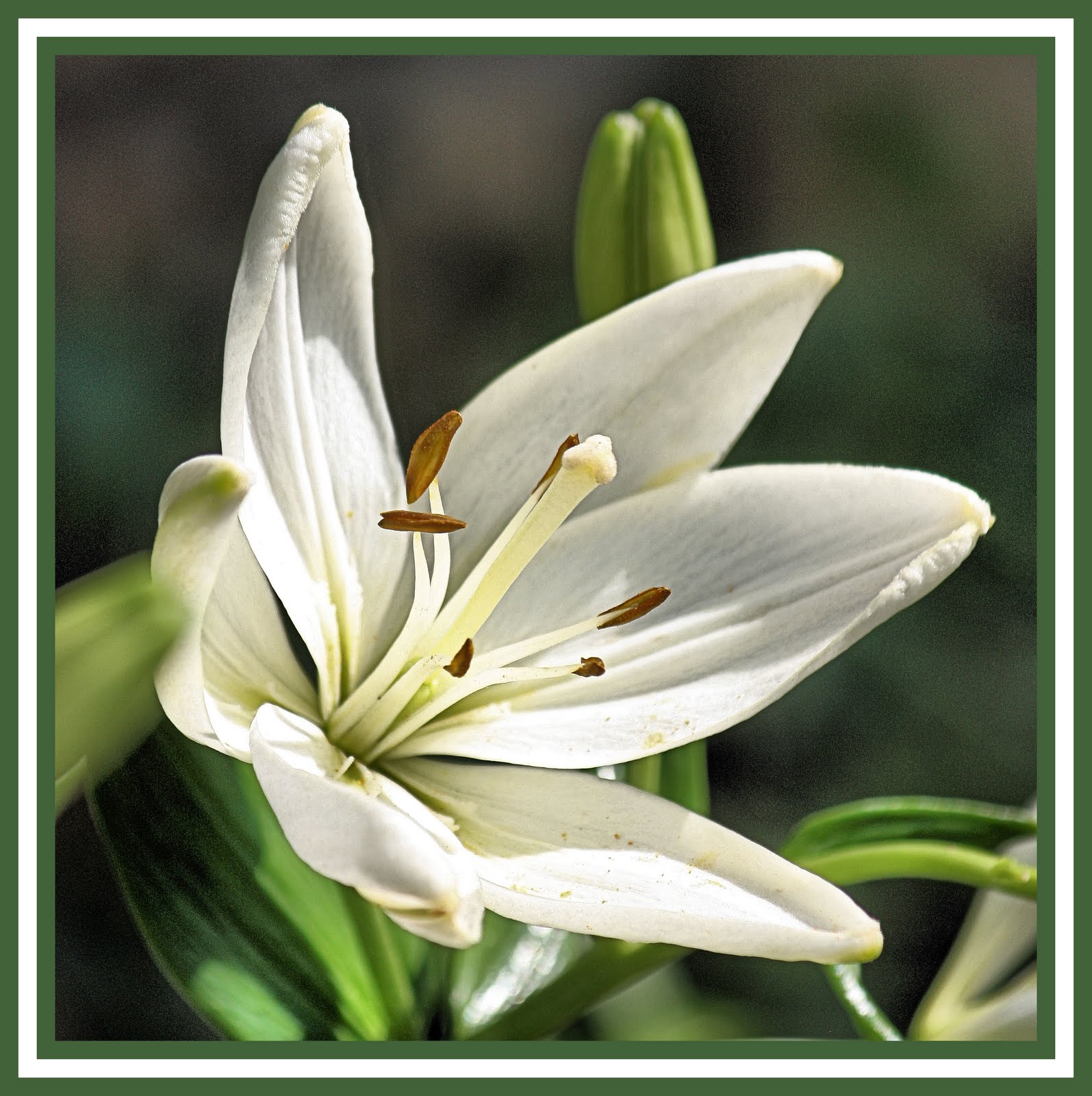 CARLETTA'S CAPTURES: Lily White