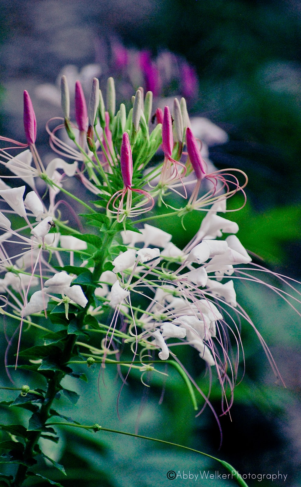 A Feathered Nest: Escape from Winter Blah