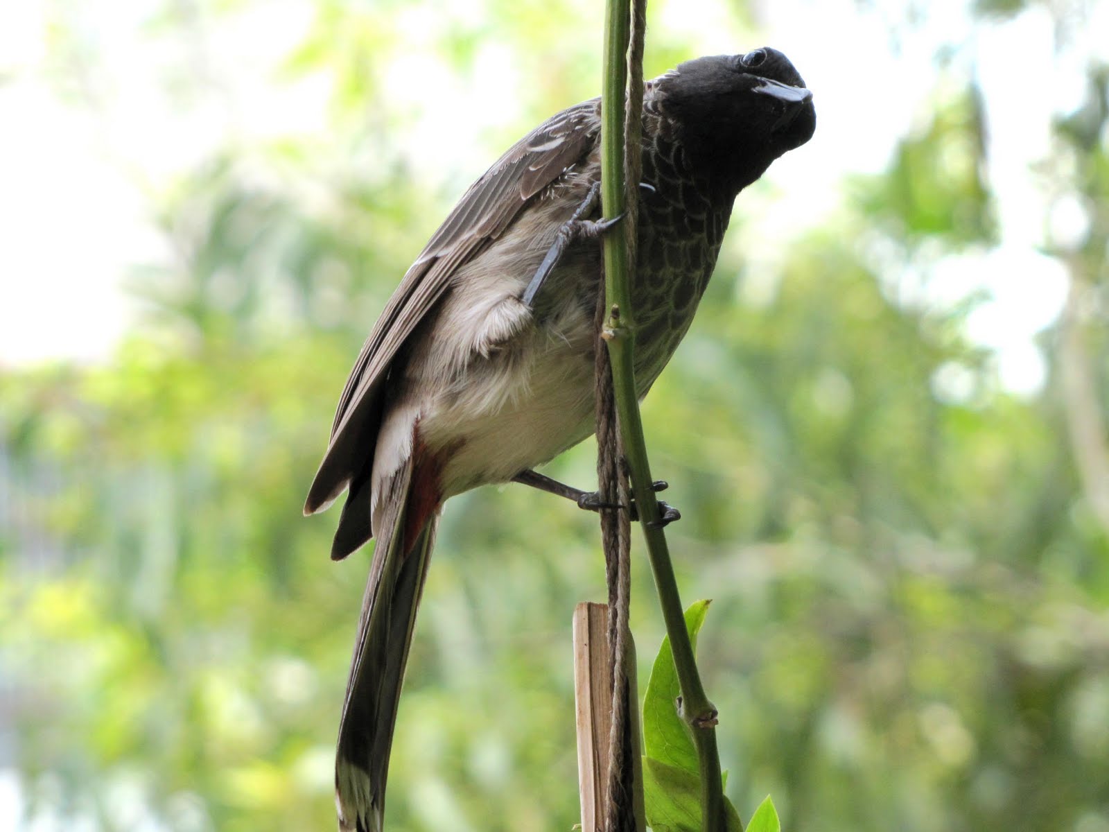 encounter with a super star: Choti Chidiya