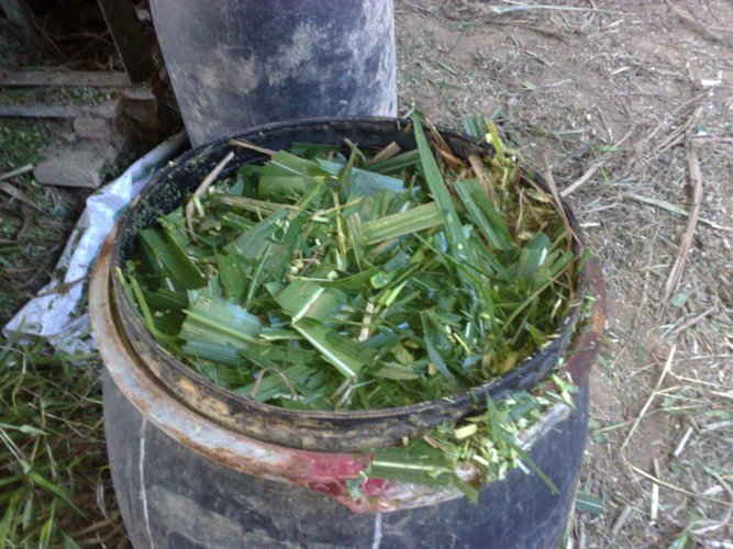 HERITAGE AGRO FARM / PENTERNAKAN LEMBU FIDLOT: SEKITAR KERJA2 MEMBUAT SILAJ