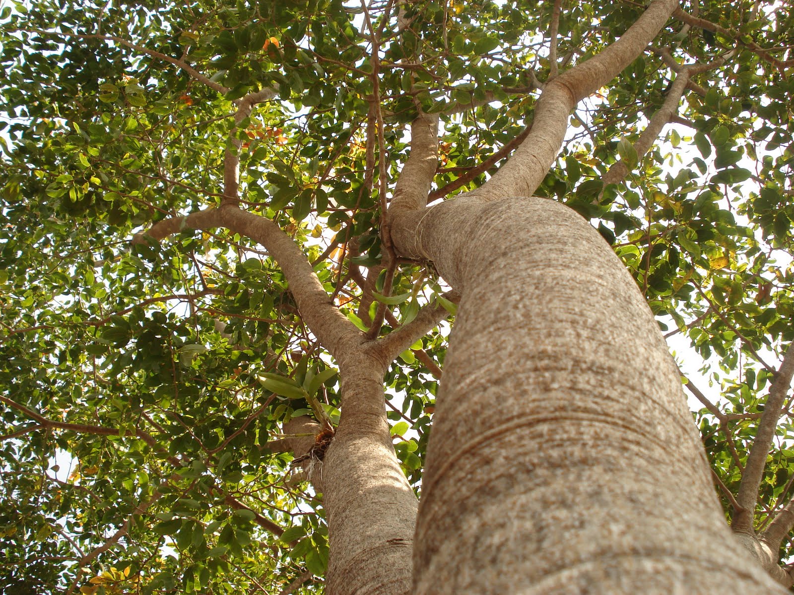 UM CAMINHO...: JATOBÁ-21 DE SETEMBRO, DIA DA ÁRVORE.