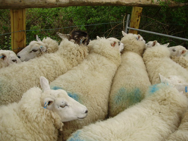 Hopesay Glebe Farm: Dagging