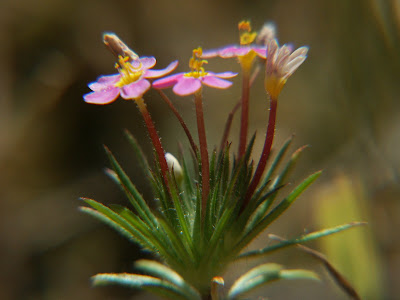 Phytography: Selected Polemoniaceae of Oregon