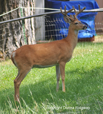 The Nature of Montana, Photography: White Tail Buck deer, reference ...
