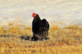 The Nature of Montana, Photography: Black, feather footed chicken ...