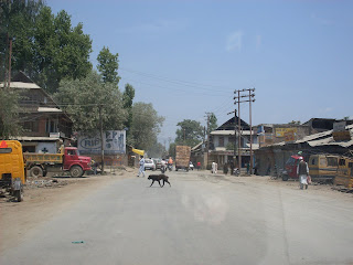 CHINAR SHADE : SOPORE THE TOWN FOUNDED BY SUYYA