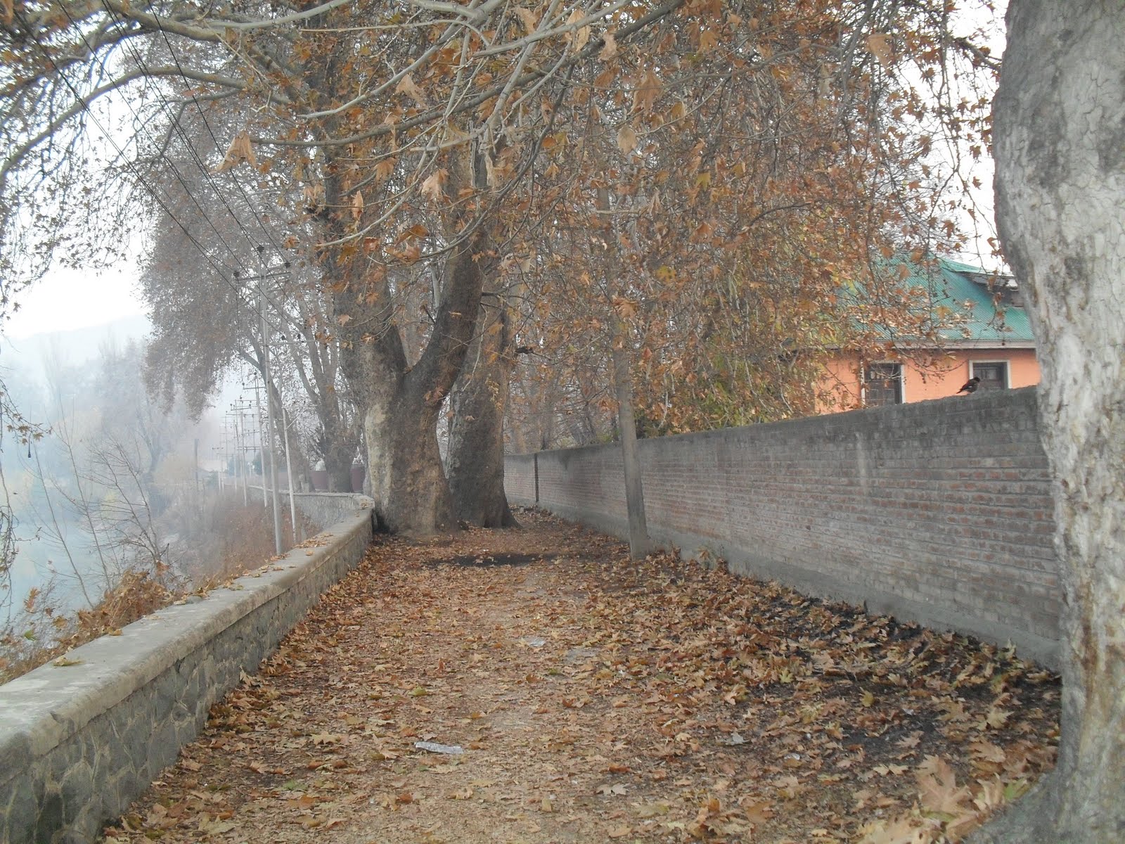 CHINAR SHADE : JHELUM,CHINARS , BUND AND AUTUMN