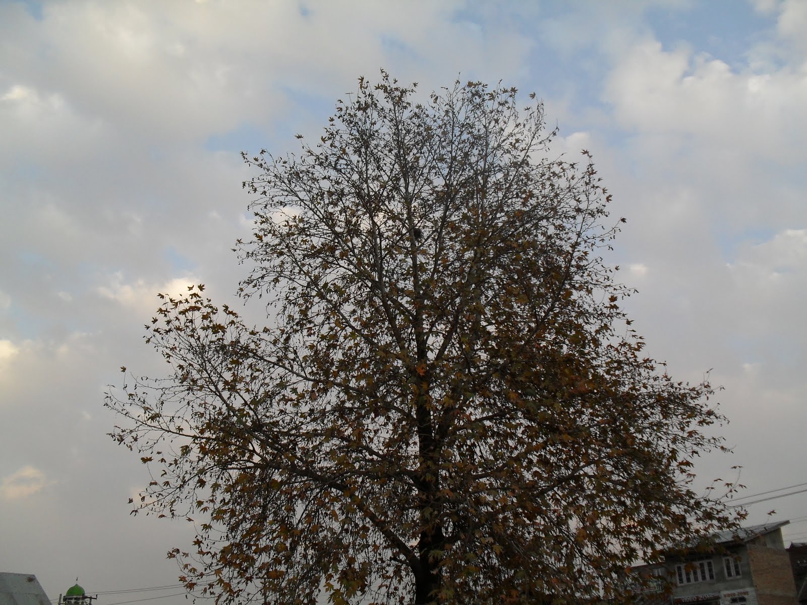 CHINAR SHADE : CHINARS OF KASHMIR IN AUTUMN